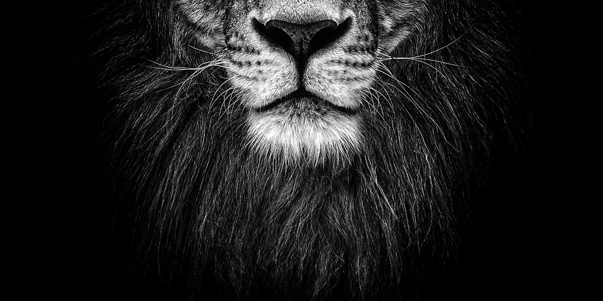 One year on: BLX implant system is making an immediate impact